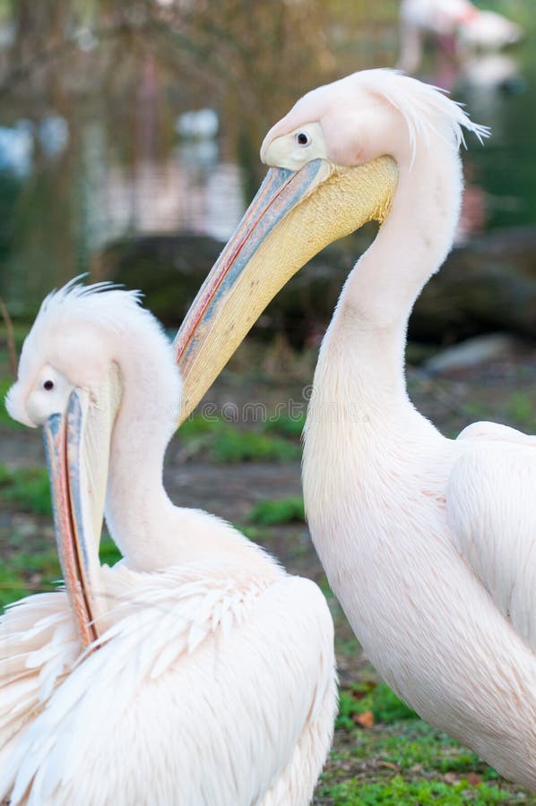 Pelican stock photo. Image of wild, pond, nature, bird - 67639668