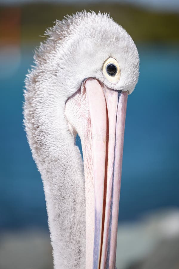 Pelican Relaxing at Marina by the Seaside Close Up of Face Stock Image ...