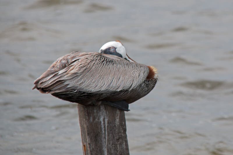 106 Isla Blanca Punta Sam Cancun Stock Photos - Free & Royalty-Free ...