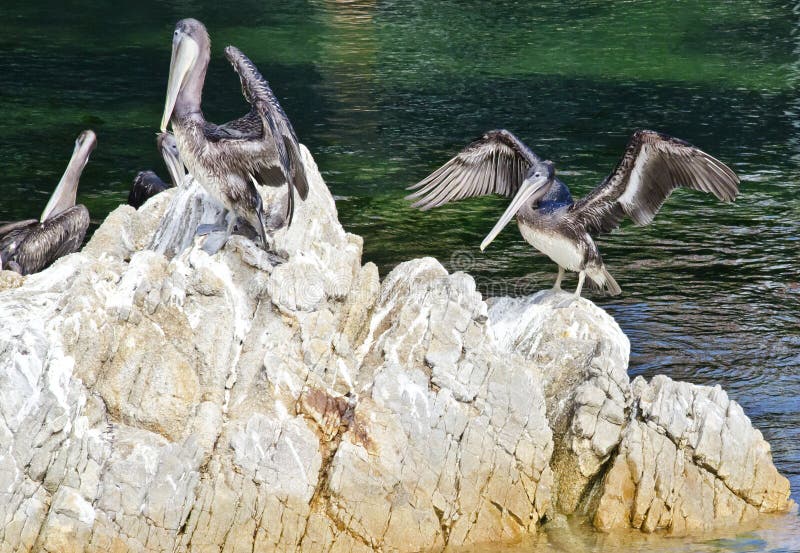 Pelican rock stock photo. Image of summer, wings, water - 23616958