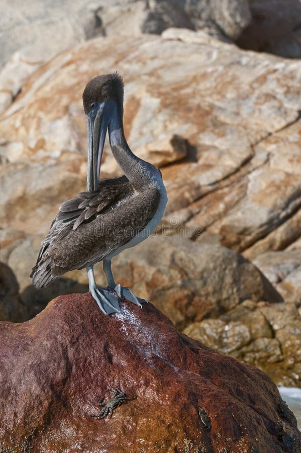 Pelican on rocks stock image. Image of life, nature, animal - 10866539