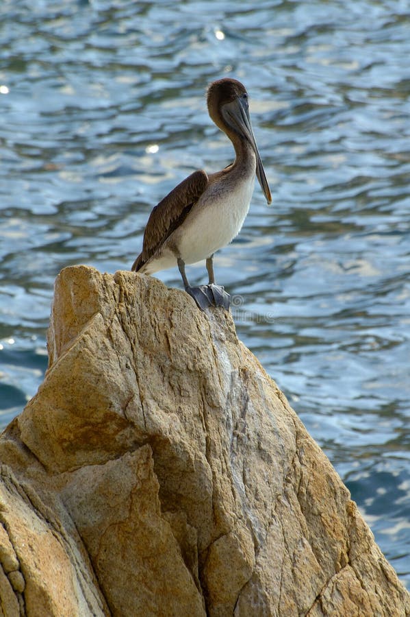 Pelican on the rocks stock image. Image of sand, freedom - 37251655