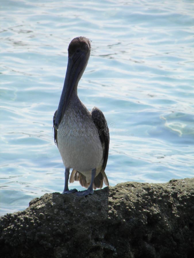 Pelican on the rocks stock image. Image of sand, freedom - 37251655