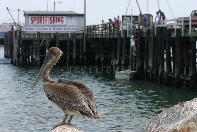 Pelican Roost Picture. Image: 1007448