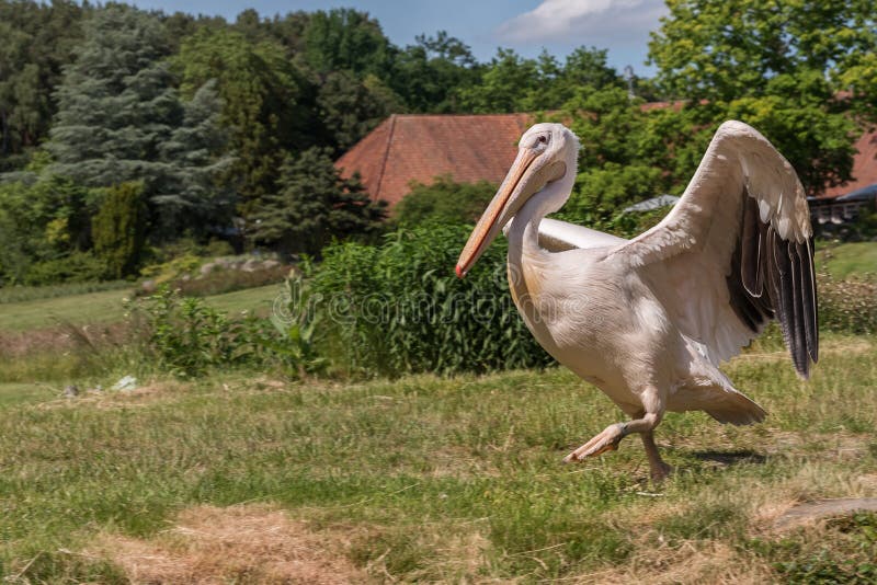 Pelican is Running on the Field. Birds Watching Stock Photo - Image of ...