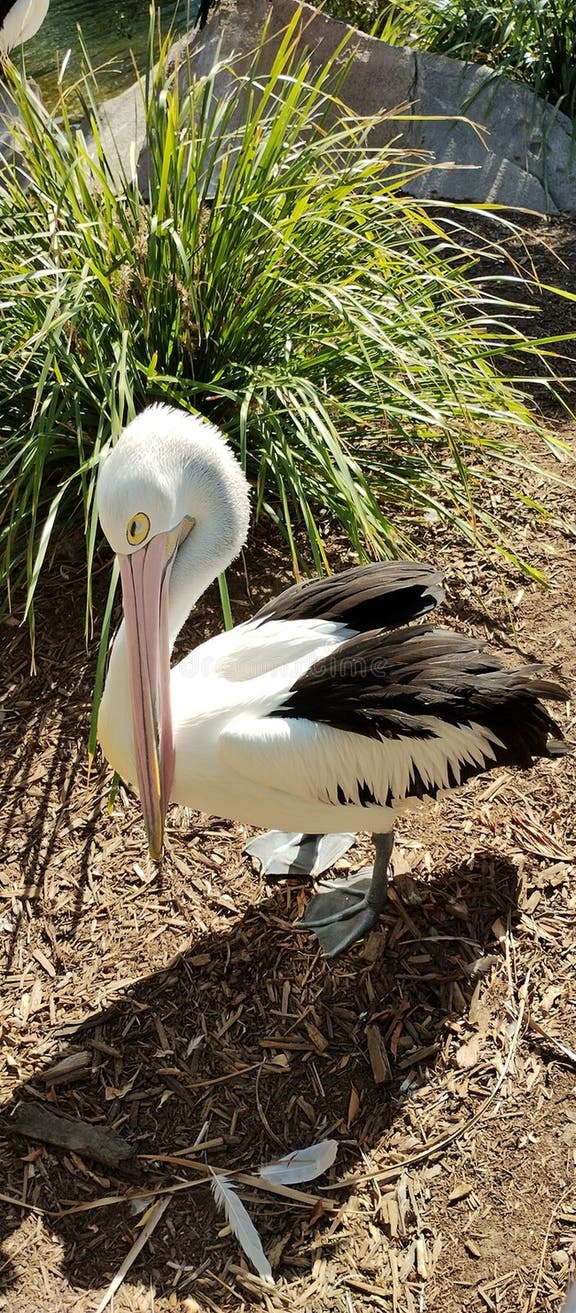 Pelican Seaside Bigbird Feathers Sleeping Stock Image - Image of ...