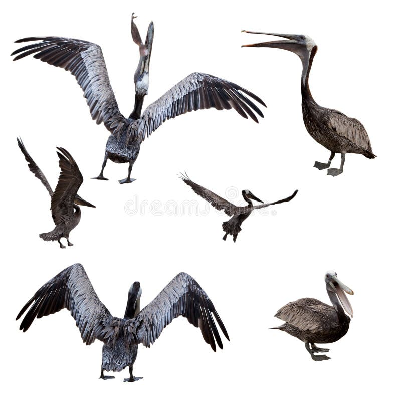 Hockey Rink editorial image. Image of goals, lines, canadian - 17995160