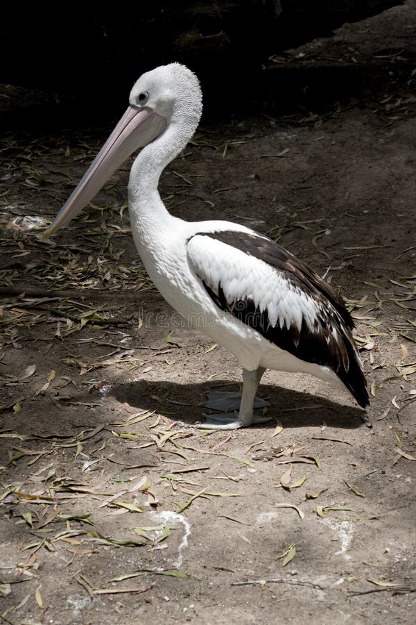 This is a Side View of an Inland Dotterel1 Stock Photo - Image of ...