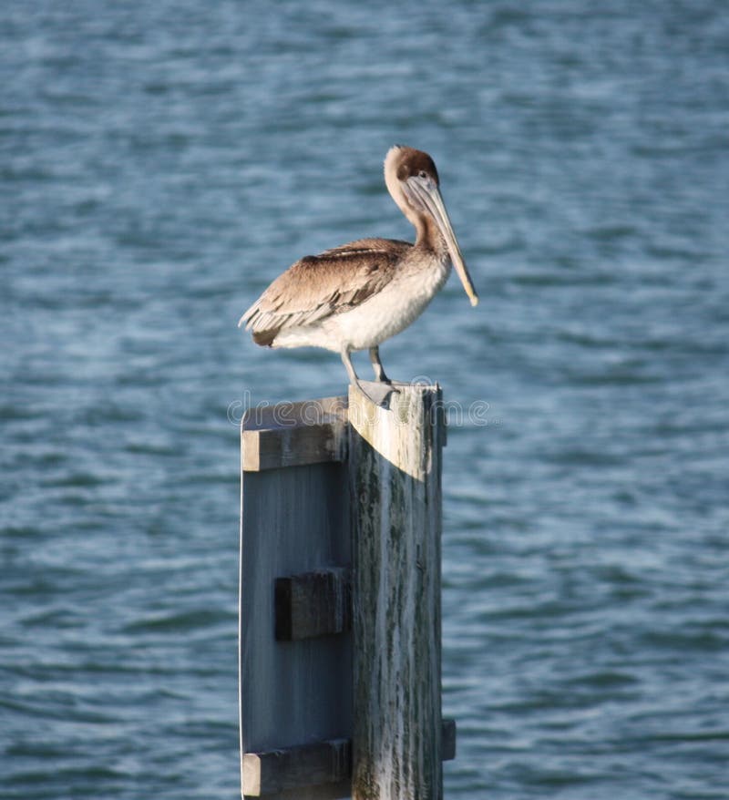 Pelican sitting on a post stock image. Image of waves - 7053351
