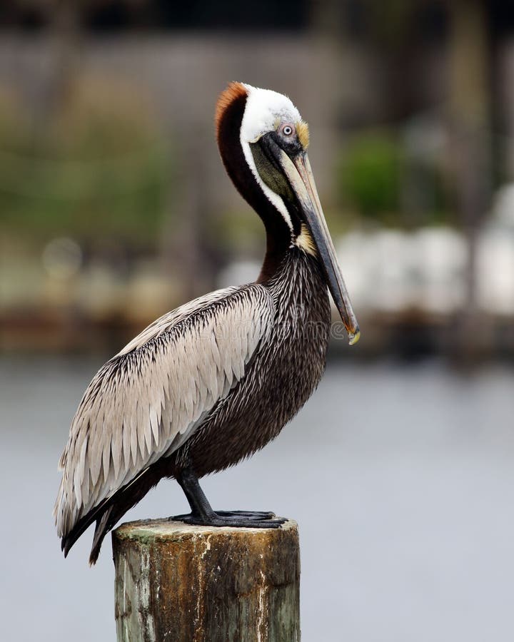 Pelican sitting on a post stock image. Image of wildlife - 76377879