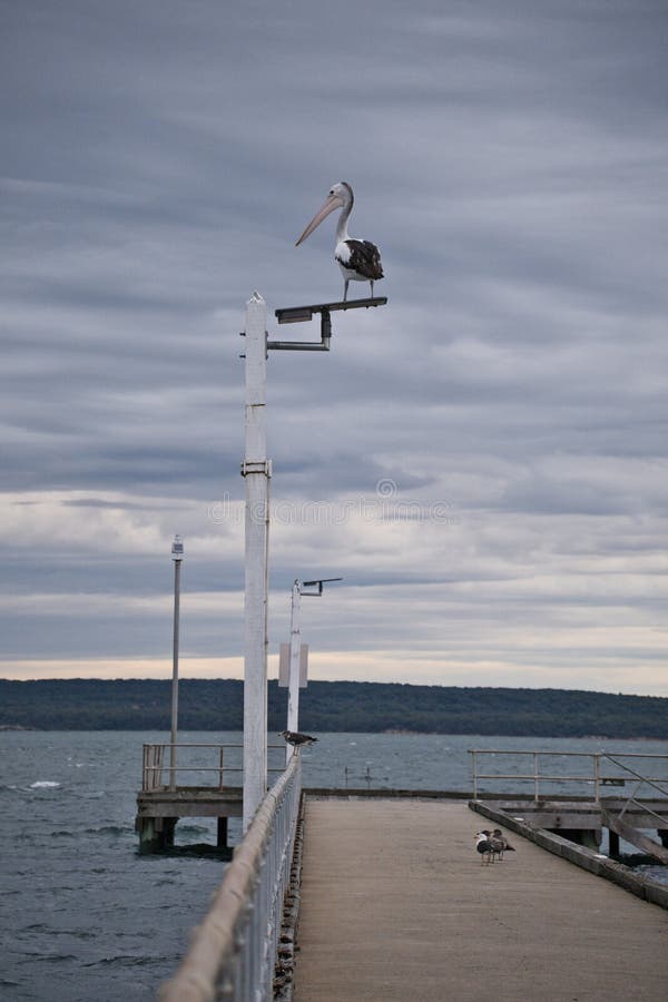 Pelican Sitting on Top of Light Pole Stock Photo - Image of bird, lamp ...