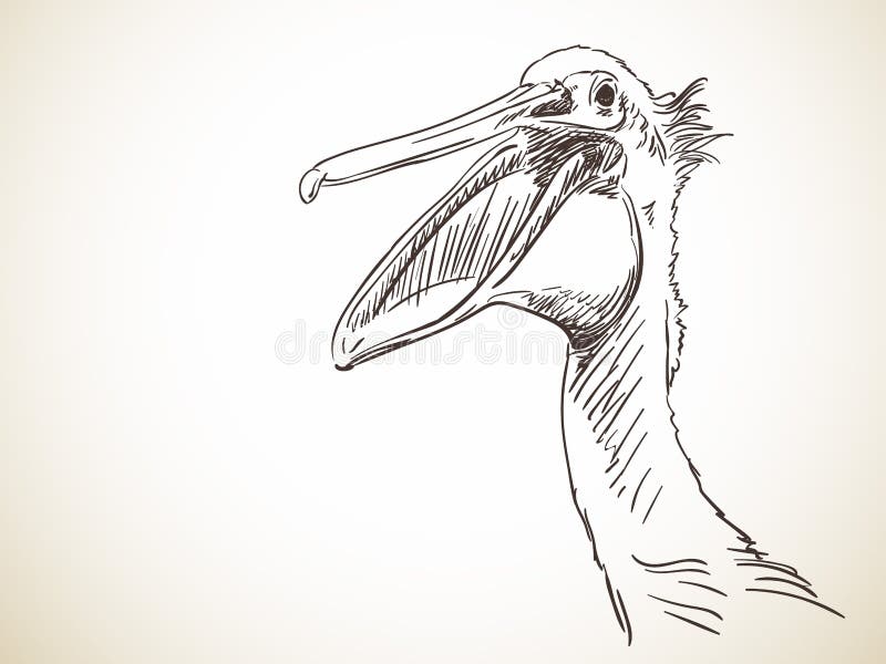 Sketch of Pelican`s Head with Open Beak Hand Drawn Stock Vector ...