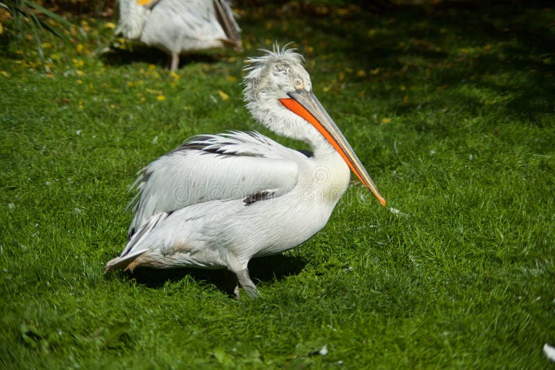 Pelican stock photo. Image of baby, green, single, grass - 47440910