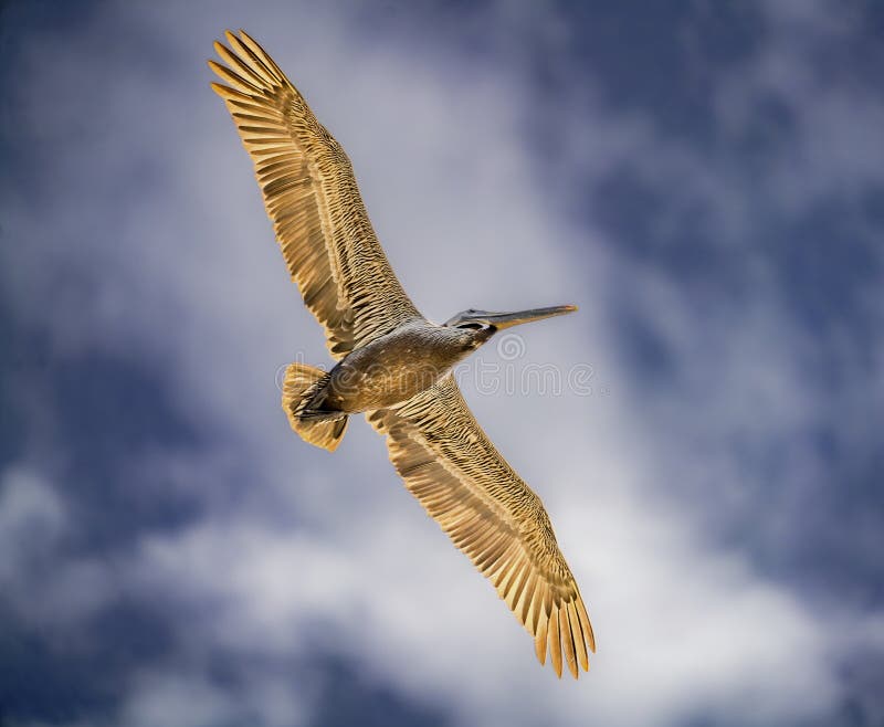 Pelican Flies Directly Overhead with Wings Fully Spread, Revealing ...