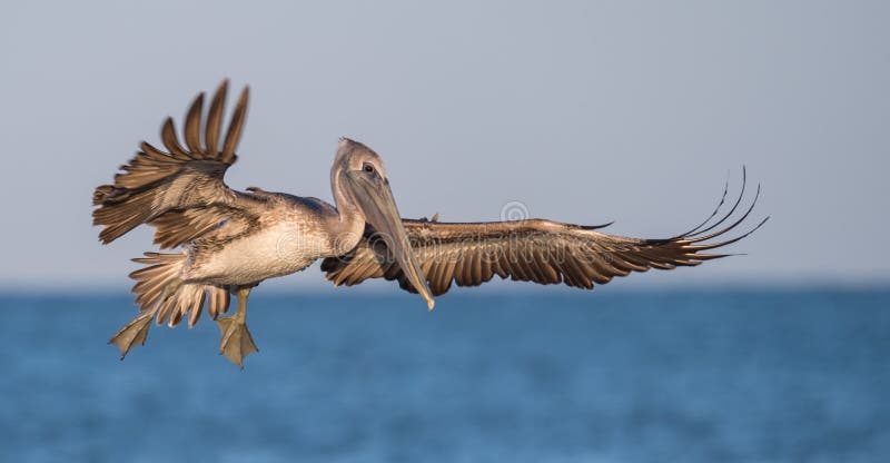 Pelican stock image. Image of plam, coast, pelican, osprey - 109422381