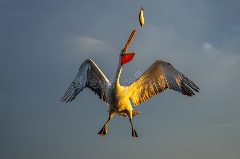 Pelican Spreads Wings Catching Fish in Mid-air Stock Photo - Image of ...