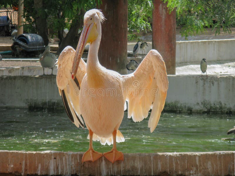 Pelican Standing on a Piling. Stock Photo - Image of nature, wild: 12353902