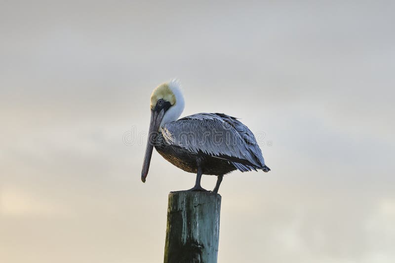 A Pelican Standing on a Post Stock Image - Image of animal, bird: 272775131