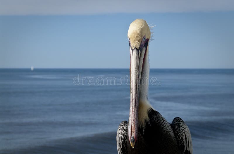 Pelican stare. stock image. Image of bird, oceanside - 19941851