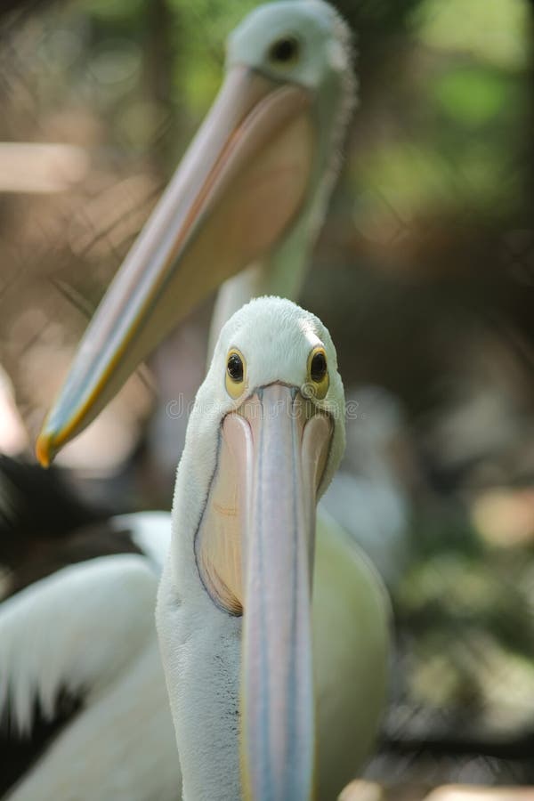 Pelican Stares Intently at the Camera Stock Photo - Image of beak ...