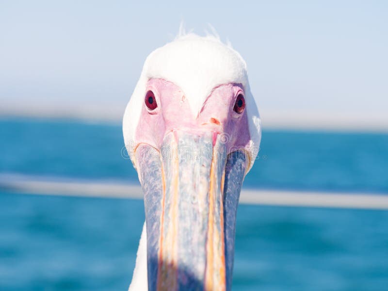 Pelican Staring Directly into Camera in Walvis Bay, Namibia. Close Up ...
