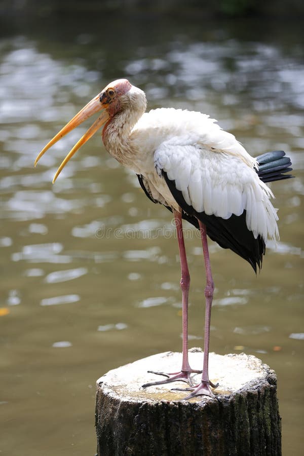 Pelican on stump stock image. Image of jurong, aviary - 28506671