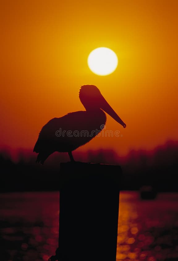 Pelican Sunset stock photo. Image of mexico, coastline - 3186176