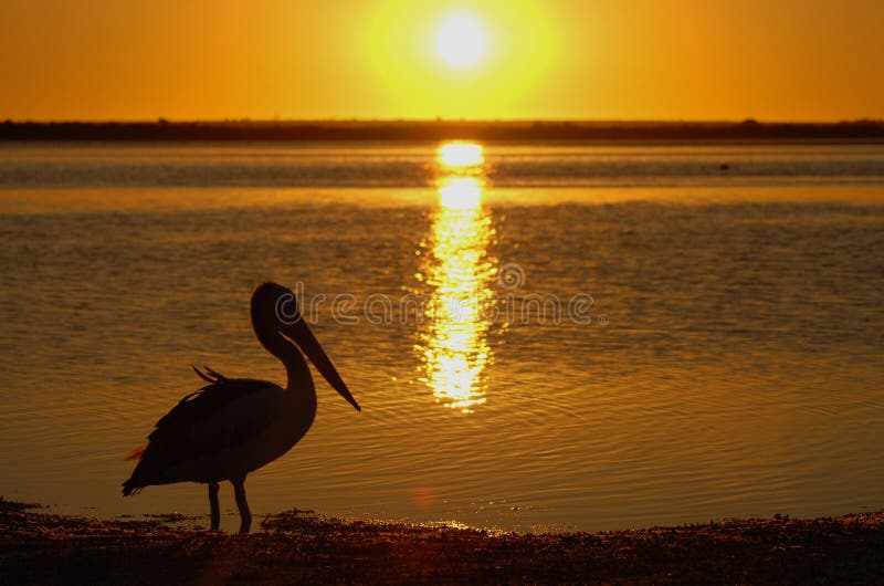 Pelican s rest stock image. Image of sunset, peninsula - 6053277