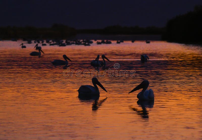 Pelican Sunset stock photo. Image of light, reflection - 184618764