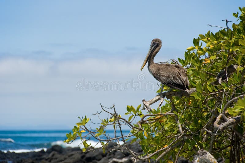 Pelican on the tree stock photo. Image of branch, rocks - 26815512