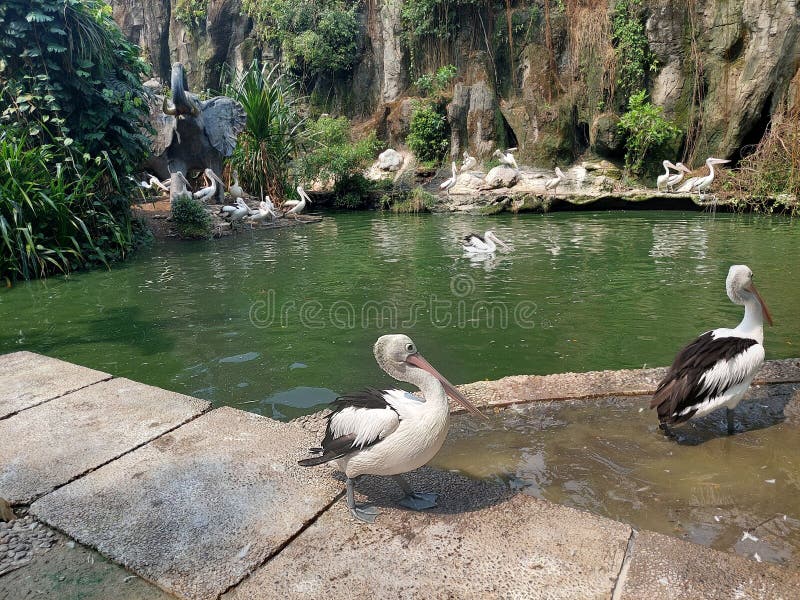 A Pelican Walking Around the Pool Stock Photo - Image of mallard, beak ...