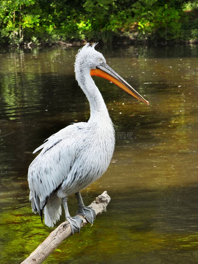 Pelican Water Birds stock photo. Image of siting, nature - 214732518