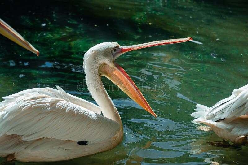 Pelican on Water with Prominent Beak and Feather Texture Stock Photo ...