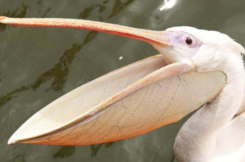 Pelican with Wide Open Beak Stock Image - Image of feed, nature: 45986285