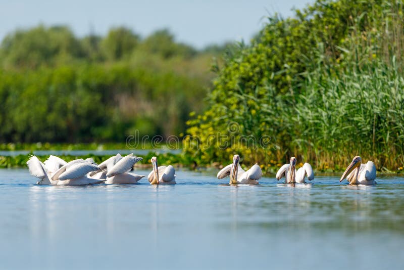 Pelican in the Wilderness of the Danube Delta in Romania Stock Image ...