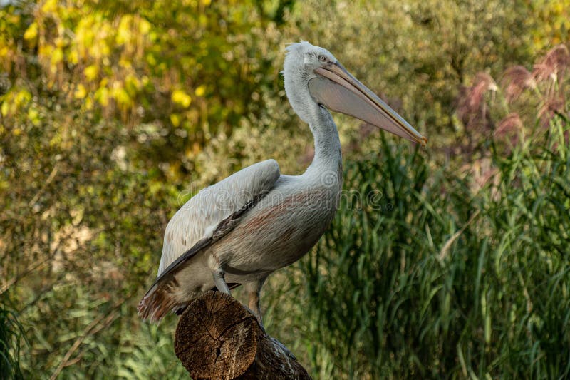 Pelican at the Zoo stock image. Image of wild, pelican - 259115055