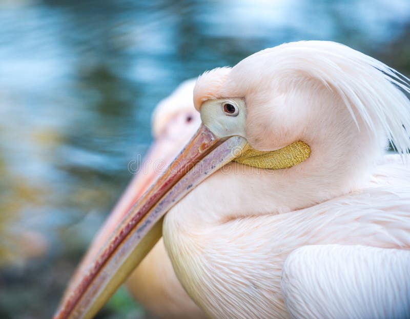 O Pelicano Com Um Bico Cor-de-rosa Foto de Stock - Imagem de bico, rosa ...