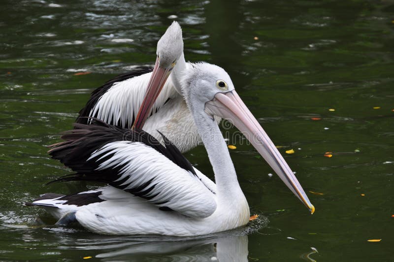 Pelicans stock image. Image of bird, wildlife, erythrorhynchos - 12856665