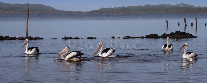 Pelicans Broke Inlet Stock Photos - Free & Royalty-Free Stock Photos ...