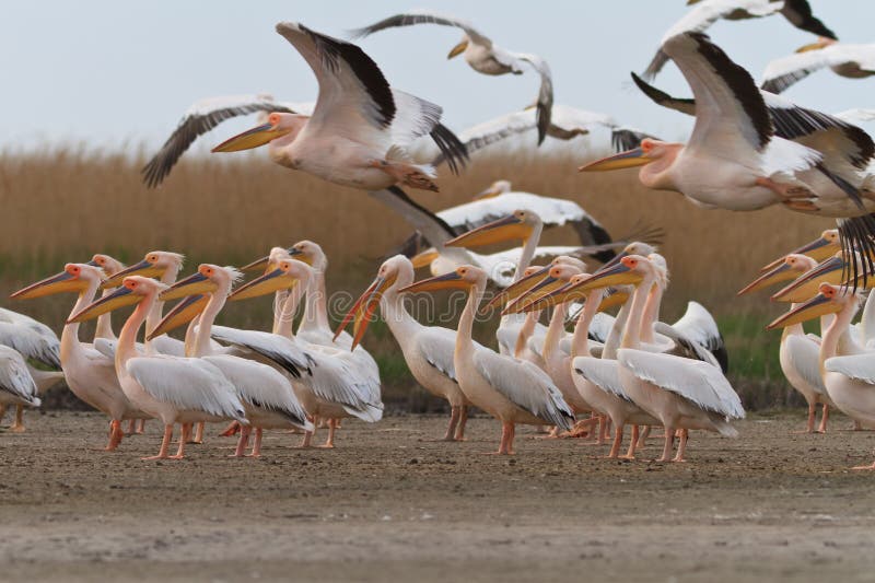 Danube Delta, Romania stock image. Image of water, landscape - 22685585