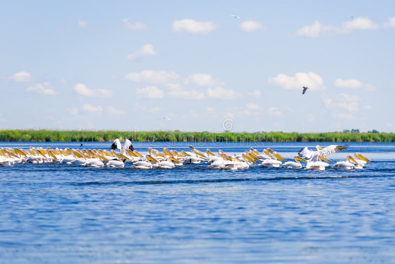 Pelicans in Danube Delta, Fishing Stock Image - Image of adventure ...