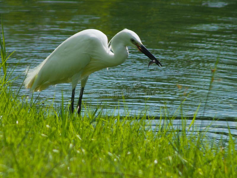 Pelicans are Eager To Eat Fish. Stock Image - Image of fish, eager ...