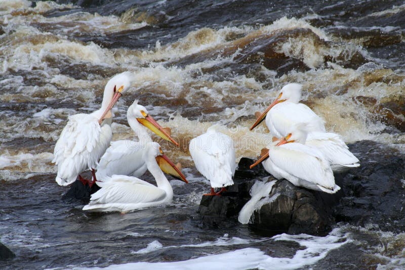 Clementson Stock Photos - Free & Royalty-Free Stock Photos from Dreamstime