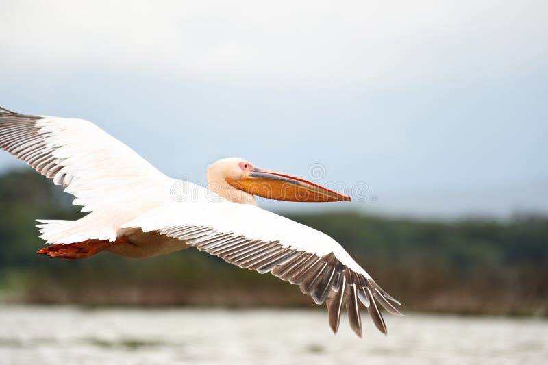 Pelicans in flight stock image. Image of africa, water - 24280771