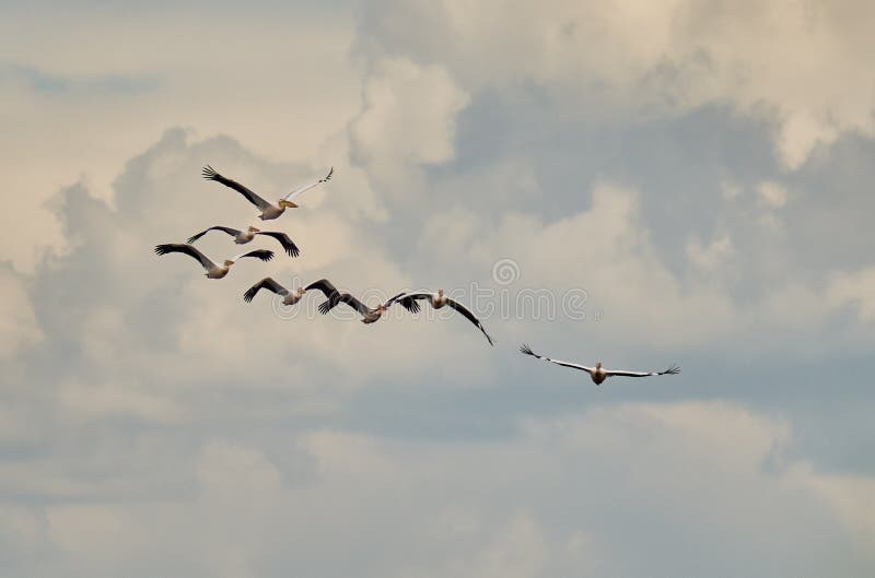 Pelicans in Flight Against Clouds Stock Photo - Image of outdoor, avian ...