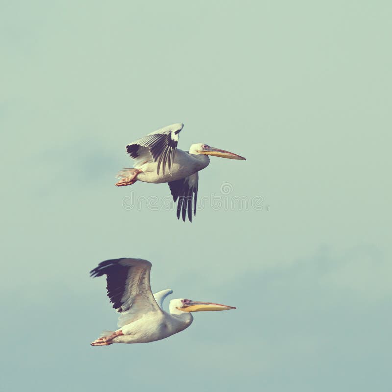 Two Pelicans Flying Over the Sea Stock Photo - Image of delta ...