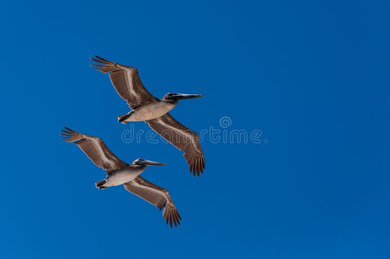 Pelicans Flying in Formation Stock Photo - Image of bird, glide: 25740112