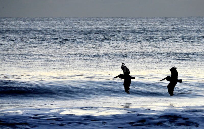 Pelicans Flying Over the Morning Waves Stock Image - Image of dawn ...