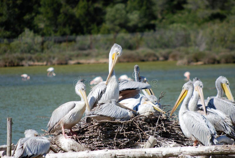 Pelicans stock photo. Image of nature, curved, saline - 94261266