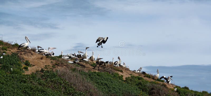Pelicans Nesting on Sand Dune Stock Photo - Image of fishing, bird ...